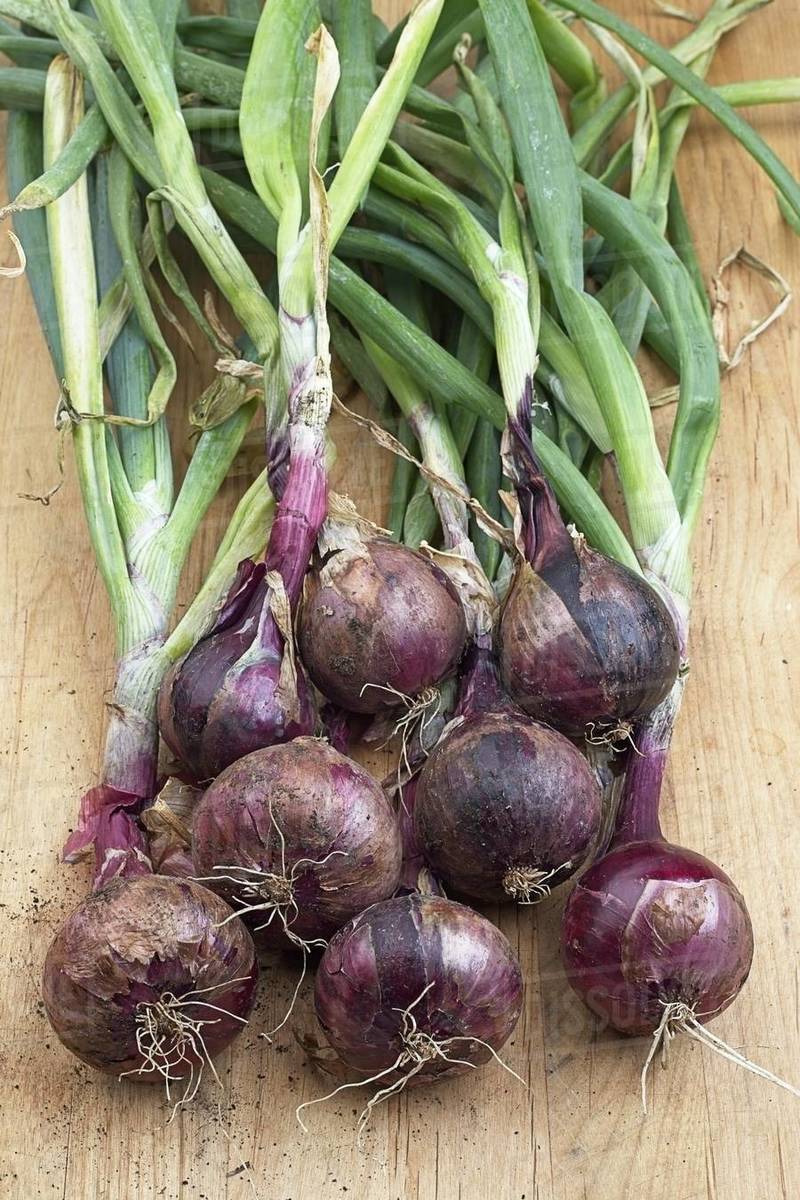 A close up of a pile of red onions with the stalks on them which were ...