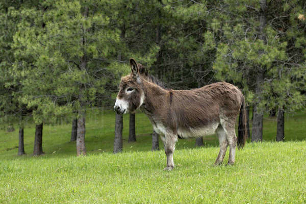 A side profile of a miniature donkey standing on the grassy field in ...
