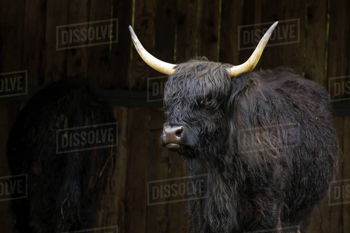 A close up of a highland cow in a structure in north Idaho. - Stock ...