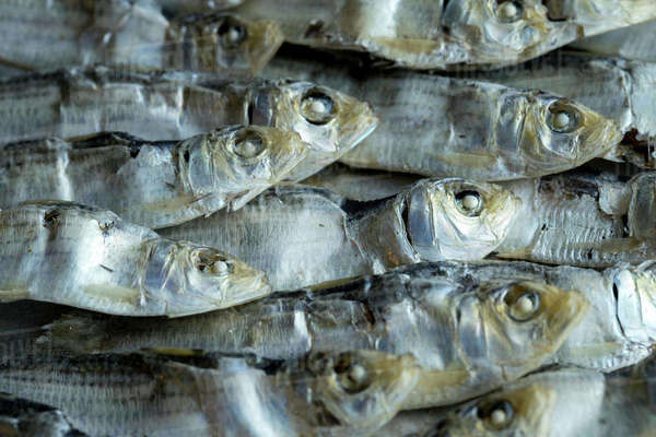 An overhead close up photo of dried sardines laid in a neat pile ...