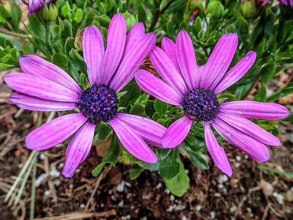 Close up of osteospermum (dimorphotheca ecklonis) flower. - Royalty ...