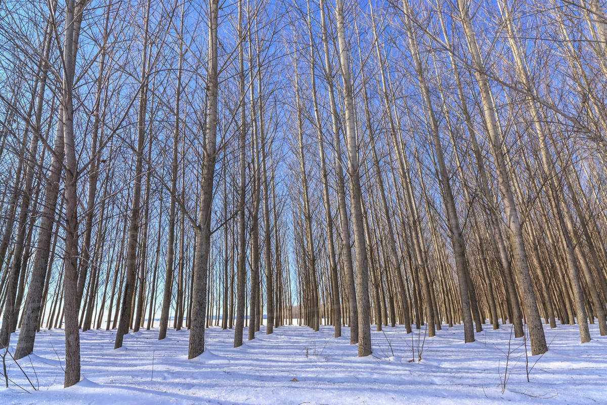 Barren trees stand tall in an orchard in winter on the Rathdrum Prairie ...