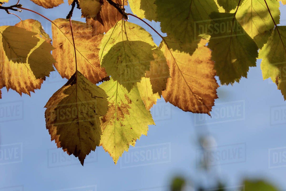 An abstract view of autumn leaves against a blue sky at Cannon Hill ...
