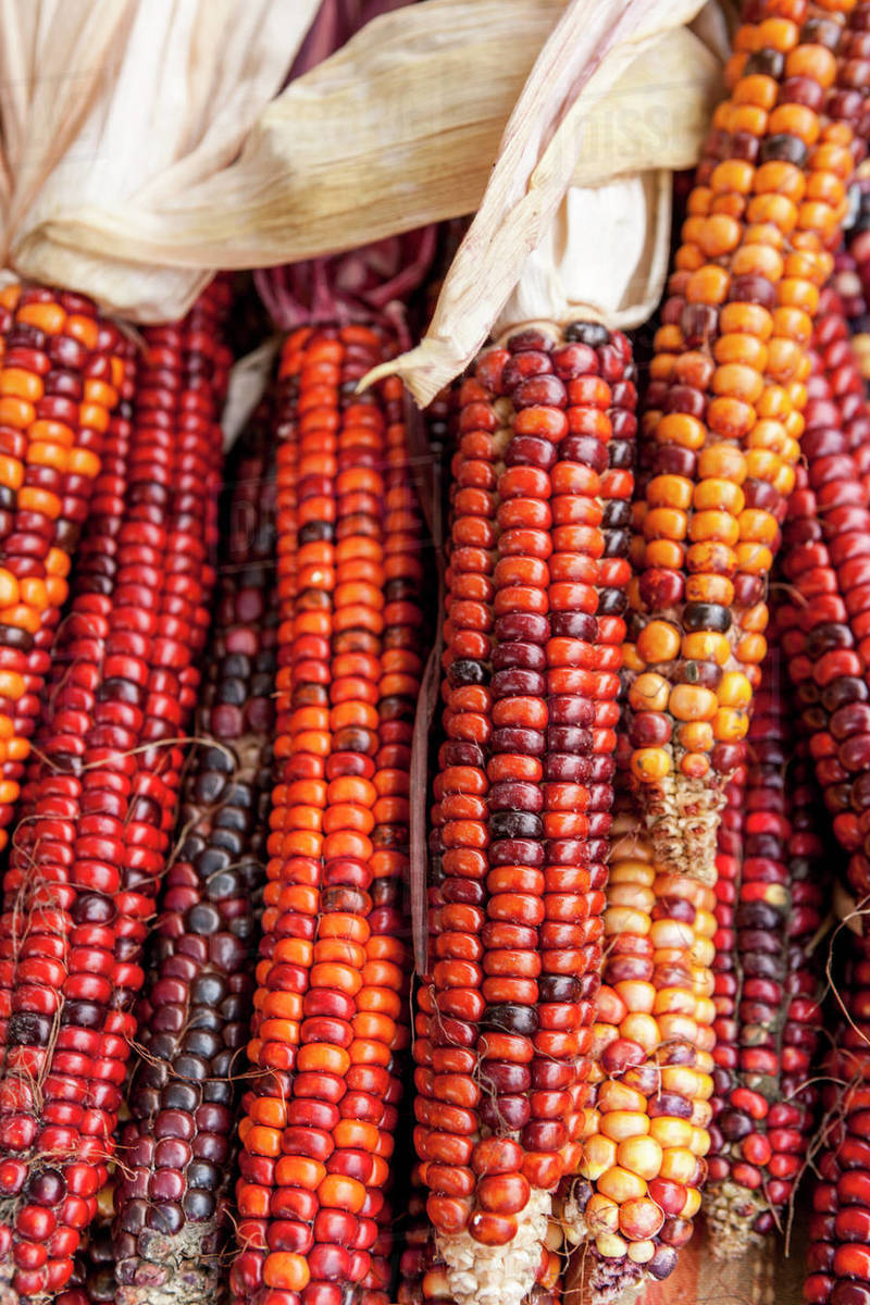 A close up of multi colored corn most common during the holidays ...