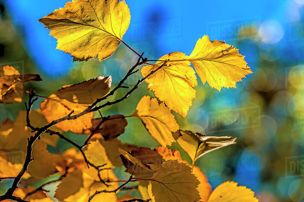 The beautiful colors of leaves on trees in Autumn in Cannon Hill Park ...