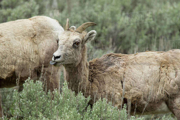 A young bighorn sheep with its tongue out grazing on the plants in ...