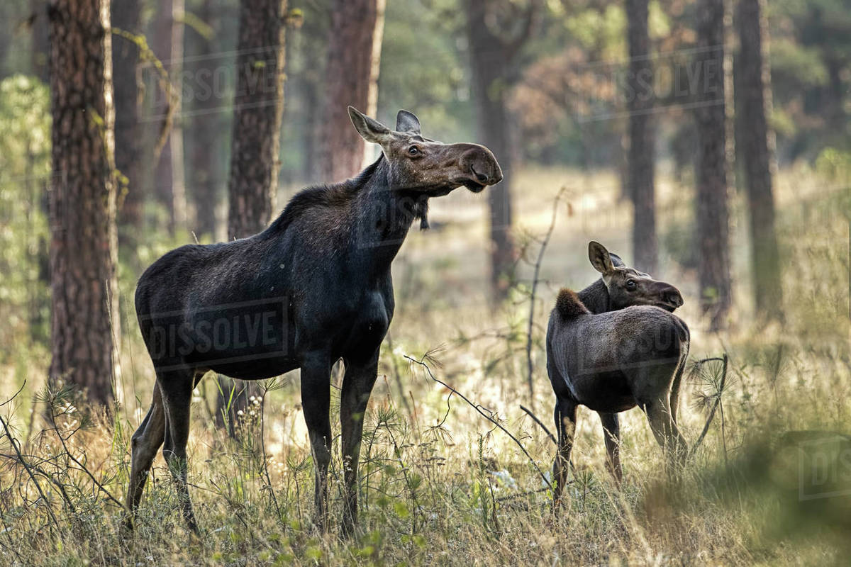 A moose and its calf at Turnbull Wildlife Refuge near Cheney ...
