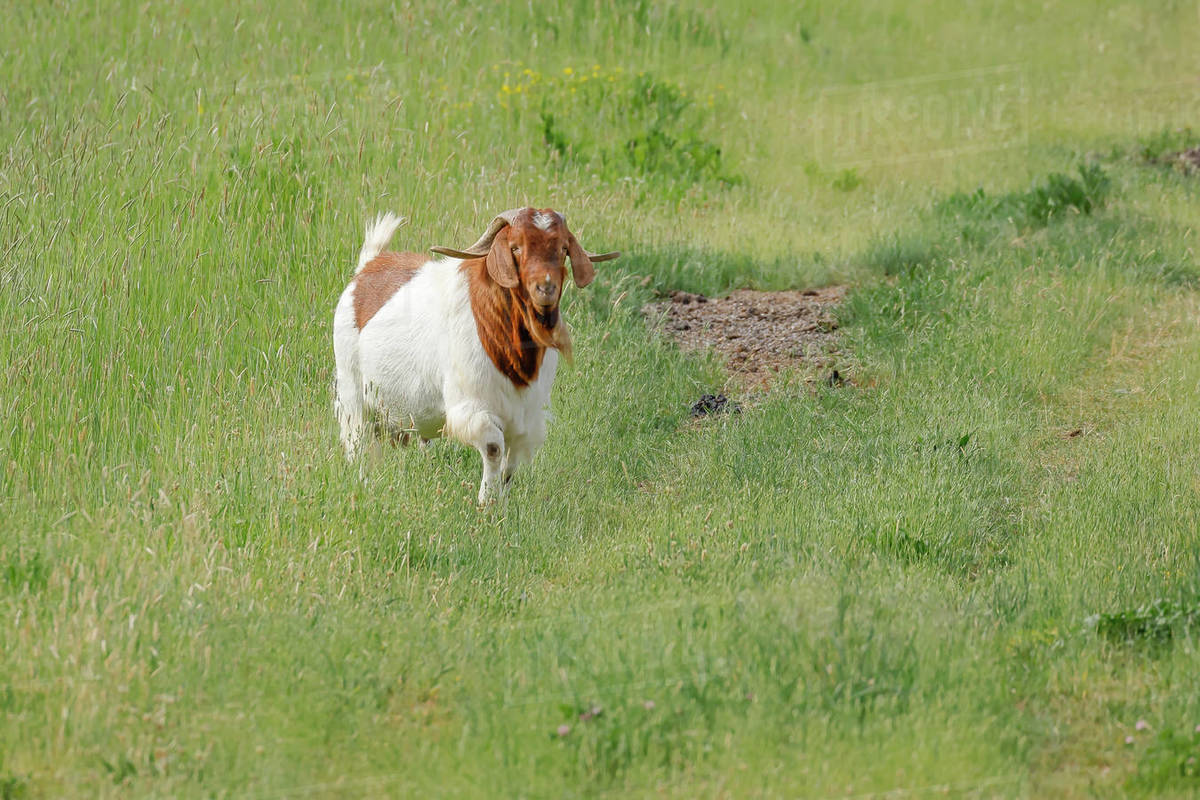 A goat with large horns walks through the grass in a pasture near St ...