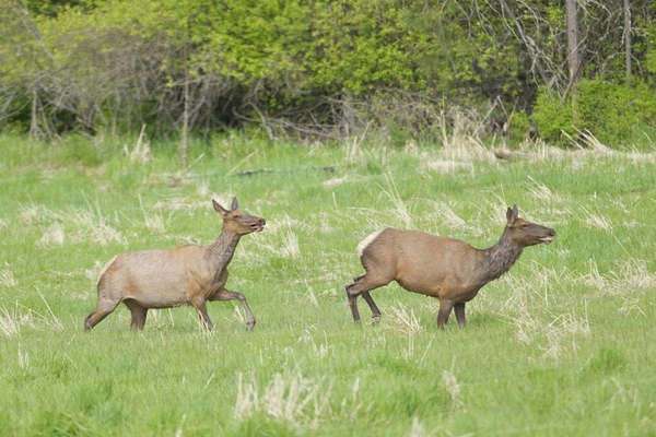 Two elk are running across a grassy field near Coeur d'Alene, Idaho ...