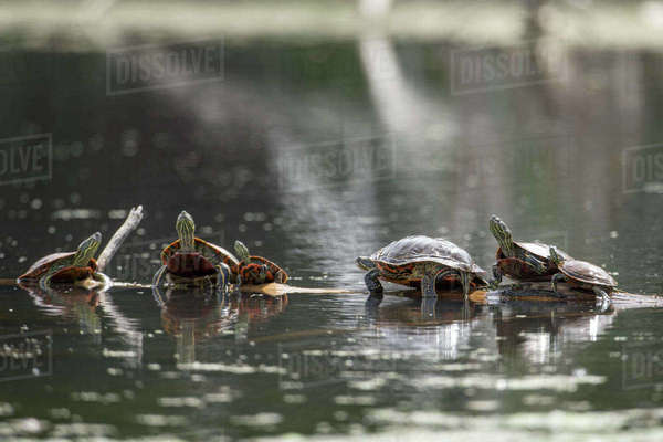 Several painted turtles are basking in the sun on a log at the National ...