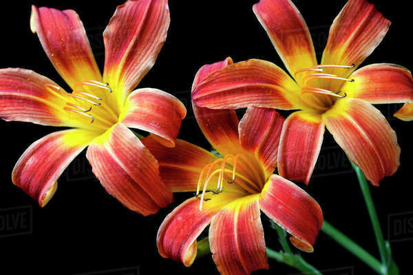 A cluster of three day lilies set against a black background. - Stock ...