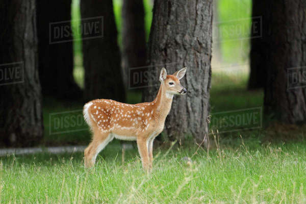 A side view of a cute fawn in a grassy field near Newman Lake ...