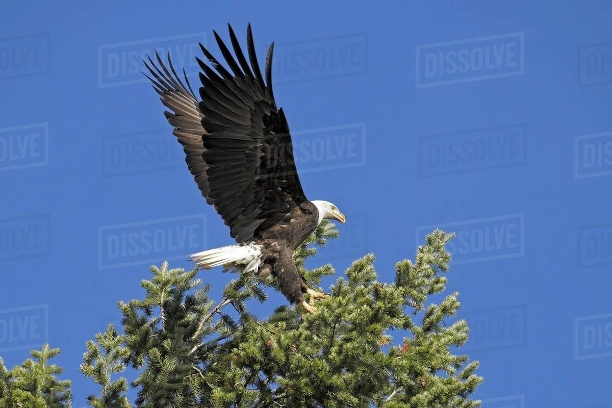 Bald eagle with wings stretch out is landing on a tree top on a sunny ...