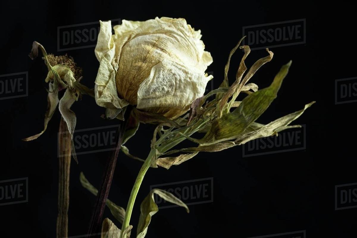 A still life photo of a dried and dying rose and another type of dying ...