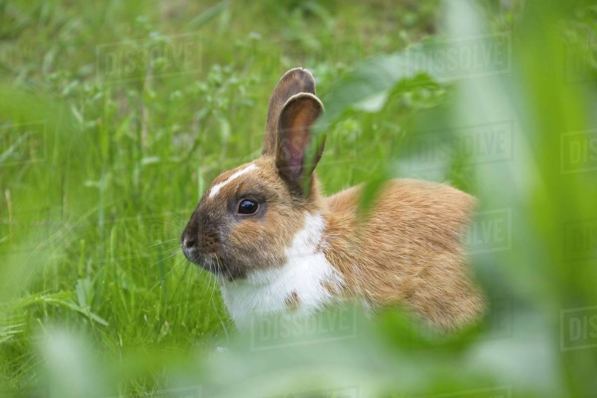 A cute brown and white rabbit sits in the grass behind leaves in Post ...