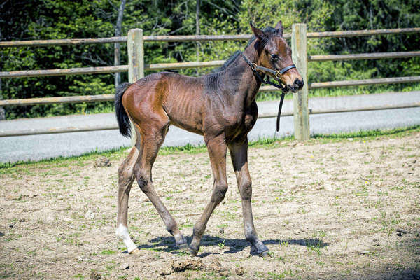 A portrait of a colt standing in a fenced in field near Hayden, Idaho ...