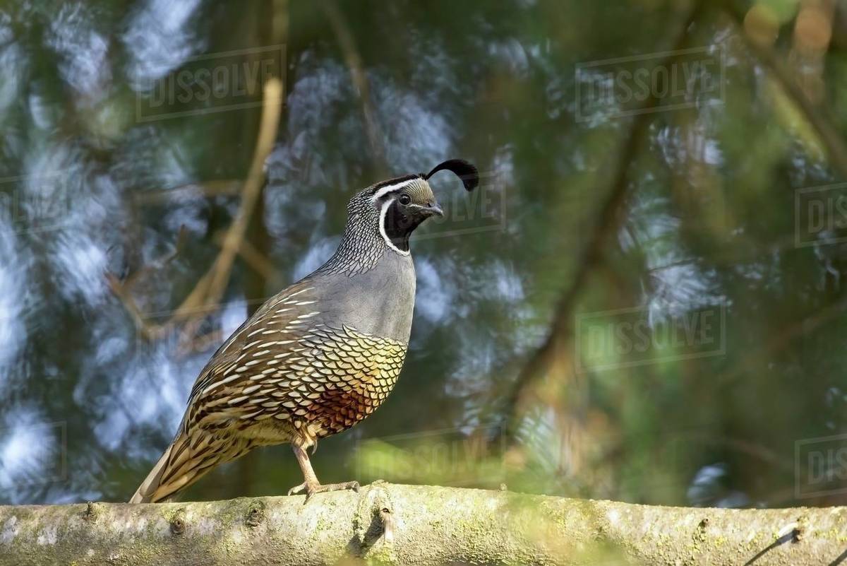 A male quail stands on a branch in Rathdrum, Idaho. - Royalty-free ...