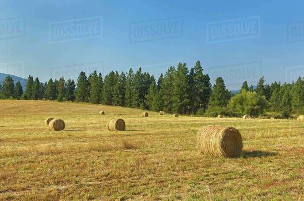 A farm field with large round hay bales just south of Coeur d'Alene ...