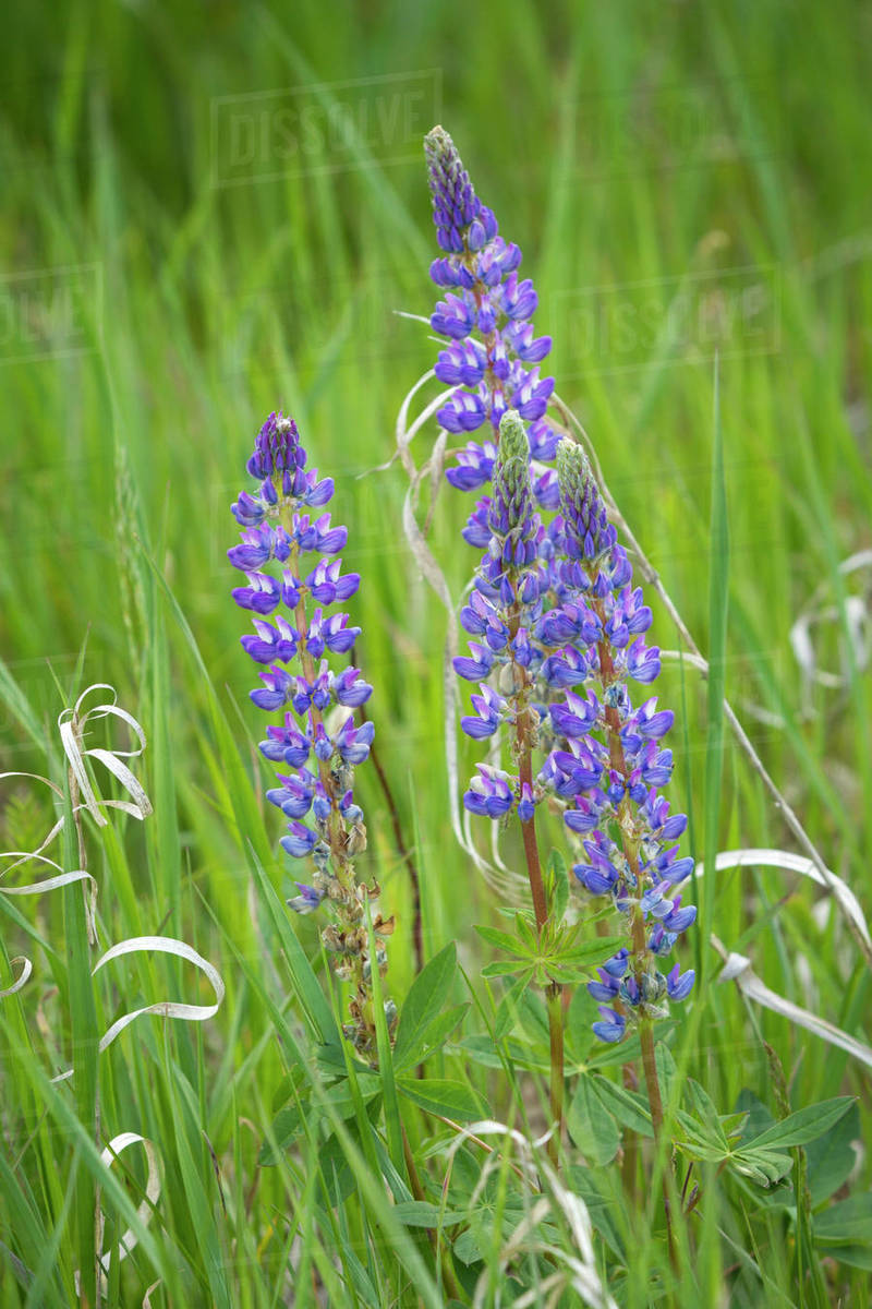 Pretty purple lupine flowers amongst green grass at Turnbull Wildlife ...
