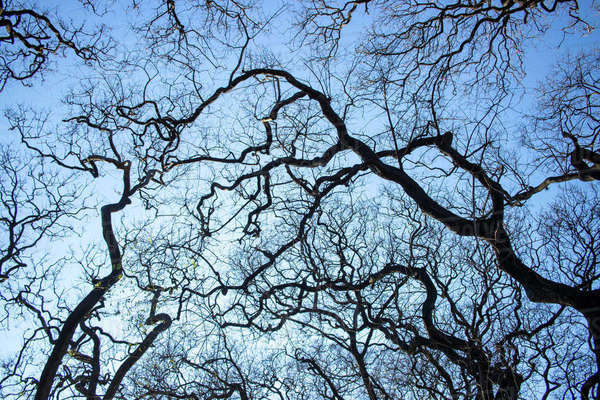 Top view of the sky between tree branches - Stock Photo - Dissolve
