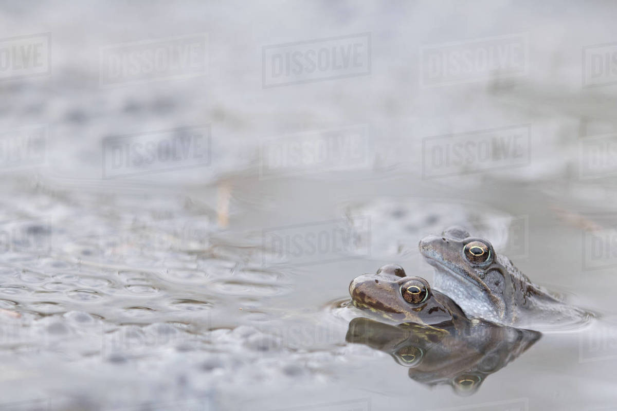 Common frog,toad,rana temporaria with eggs - Royalty-free Stock Photo ...