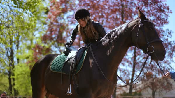 Slim beautiful female equestrian mounting graceful brown horse on sunny ...