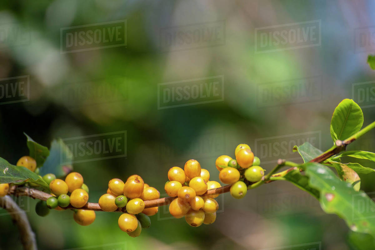 Yellow coffee bean berry plant fresh seed coffee tree growth in Yellow ...