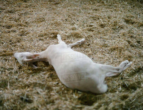 Goat laying-sleeping in farm - Royalty-free Stock Photo | Dissolve