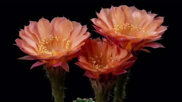 Blooming old-rose color flowers : Video showing the blooming of cactus ...