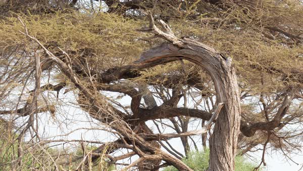 African Predator Leopard On Acacia Tree Lies Down On Branches After ...