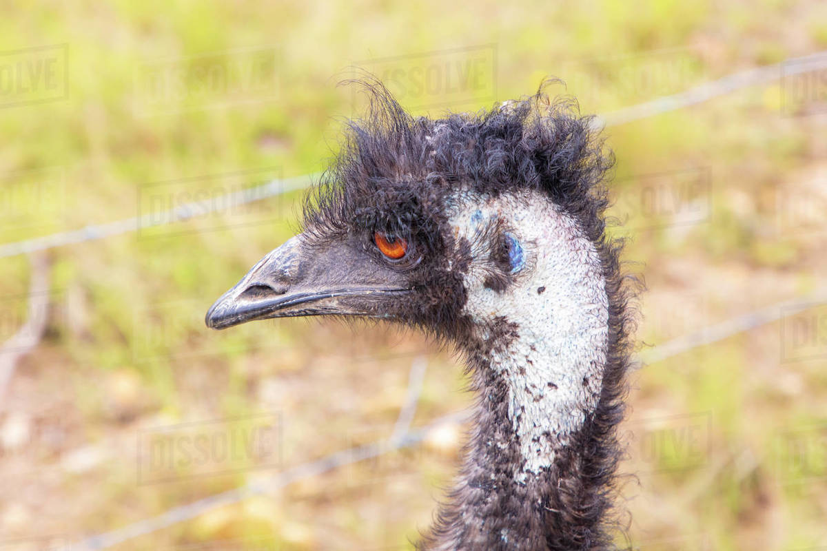 Close up portrait photograph of the head and neck of an Australian Emu ...