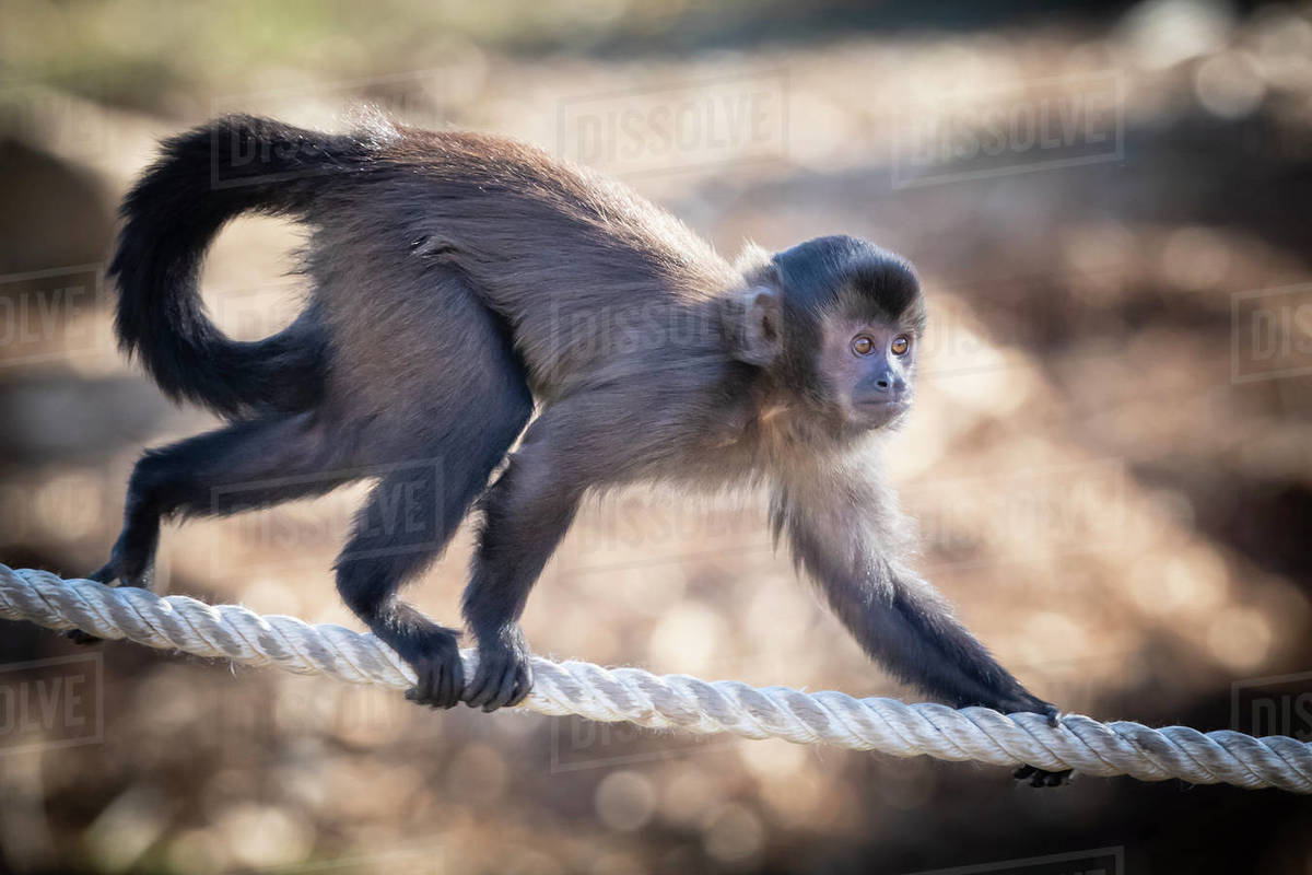 A Tufted Capuchin monkey walking on a rope in the sunshine - Royalty ...
