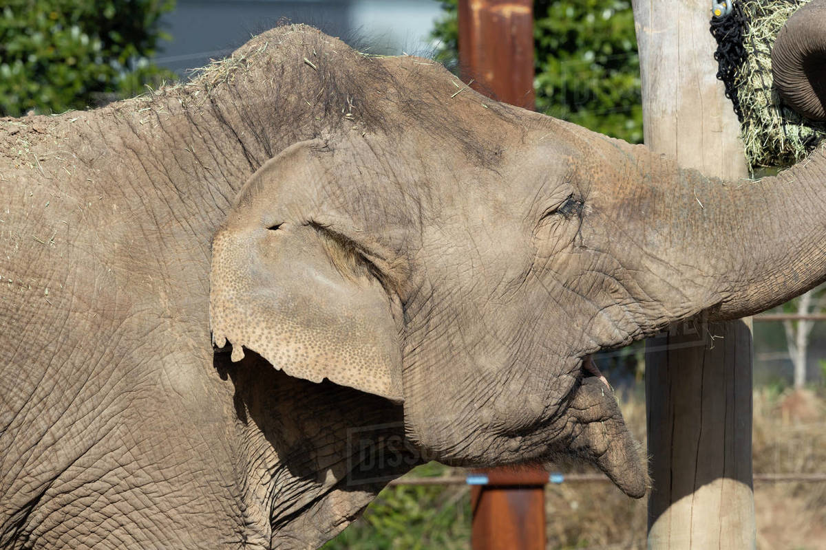 Close up of the ear and wrinkly skin of an elephant - Royalty-free ...