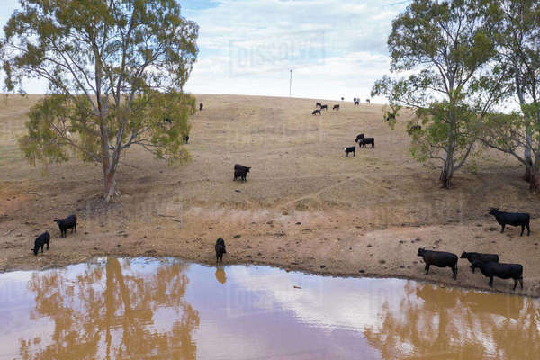 Cows drinking from an irrigation dam on a farm in regional Australia ...