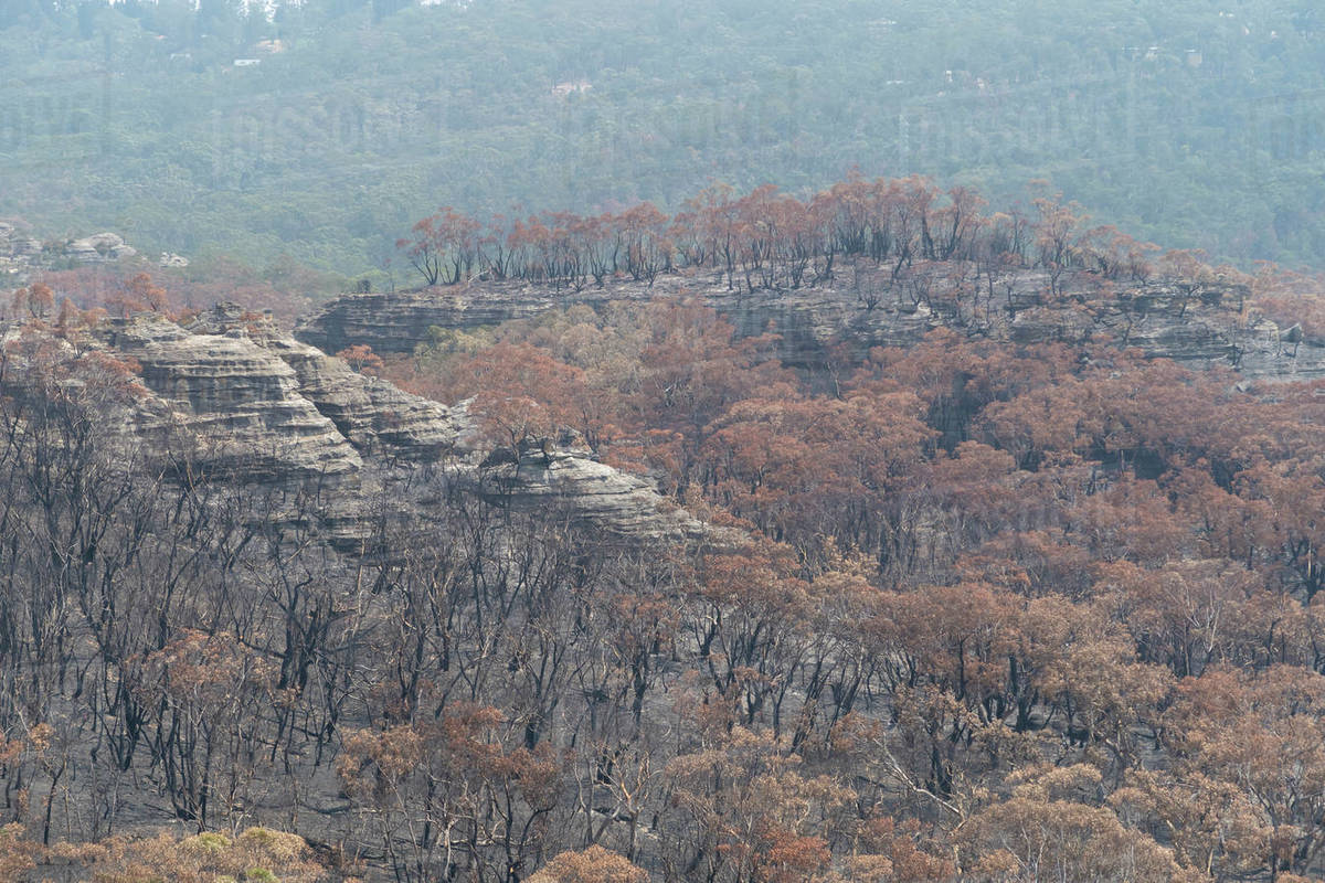 Gum trees burnt in the bushfires in The Blue Mountains in Australia ...
