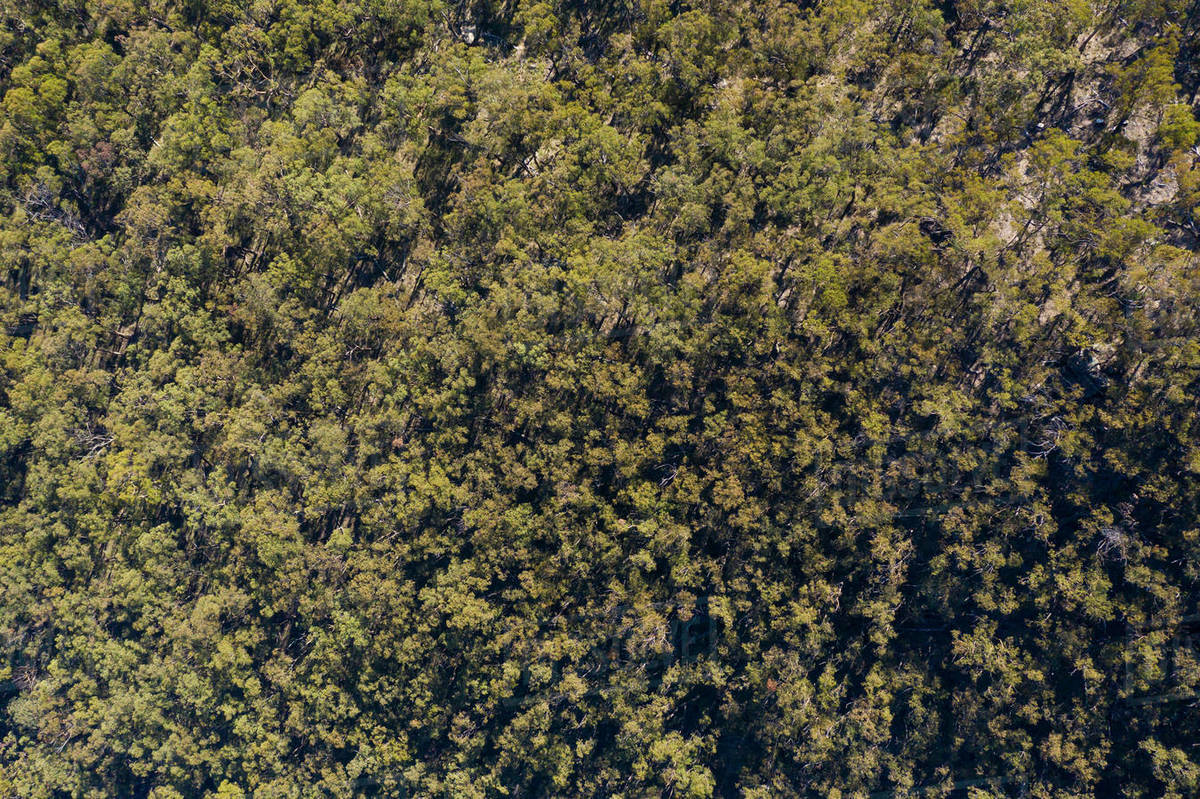 Aerial view of a tree canopy in The Blue Mountains in New South Wales ...