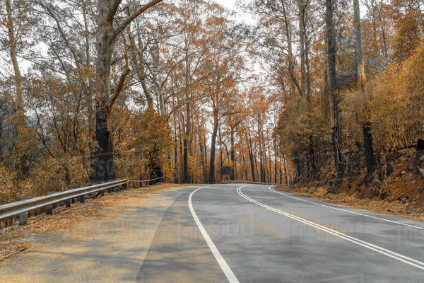 A burnt road sign on a country road amongst severely burnt Eucalyptus ...