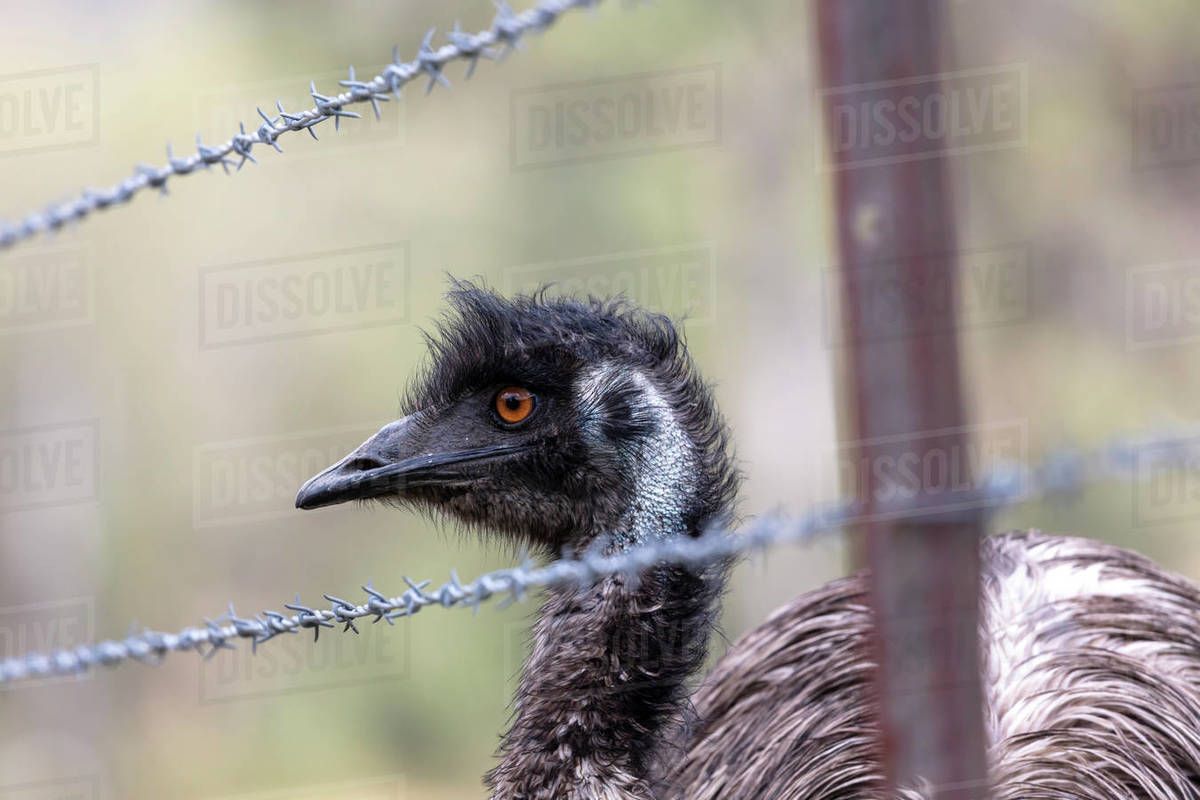 An Australian Emu walking along a barbed-wire fence - Stock Photo ...