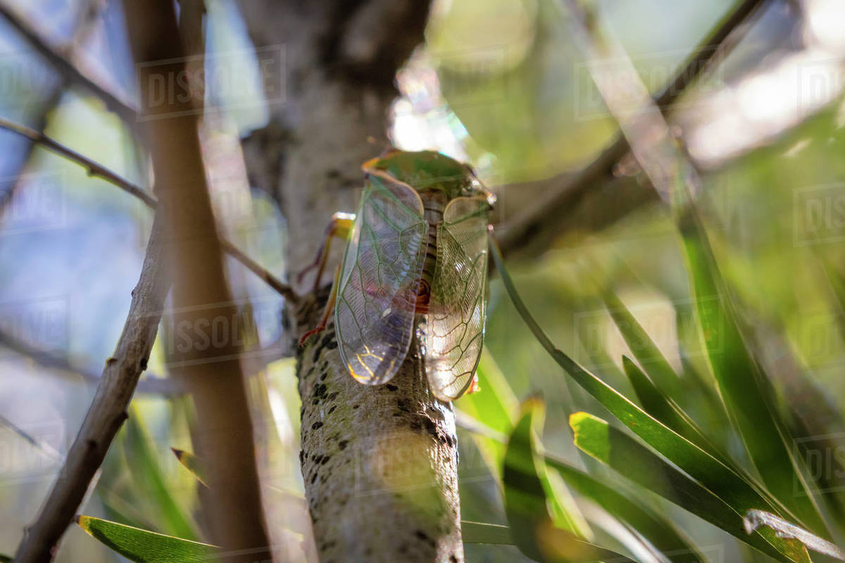 A green male Cicada making noise to attract a female during mating ...