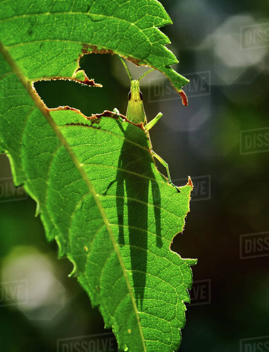 A grasshopper on the green leaf after the rain - Royalty-free Stock ...