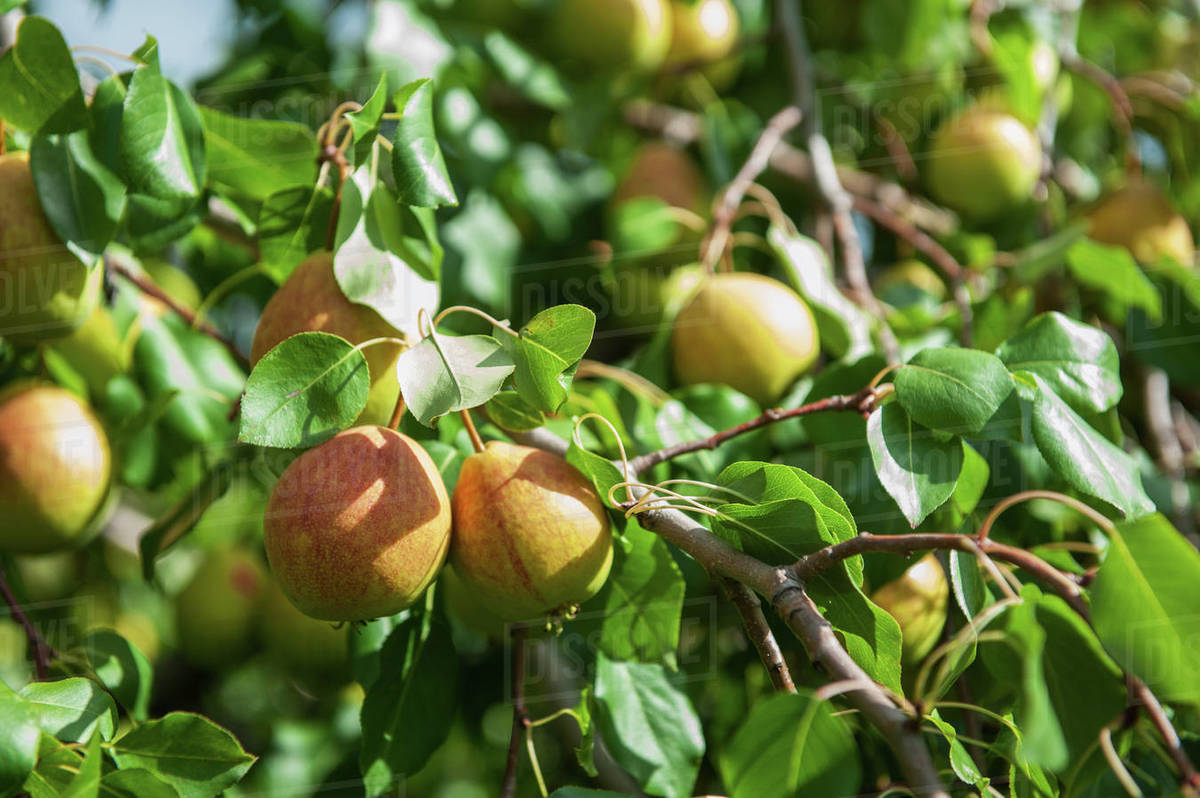 Pear tree with pears, organic natural fruits in a garden - Stock Photo ...