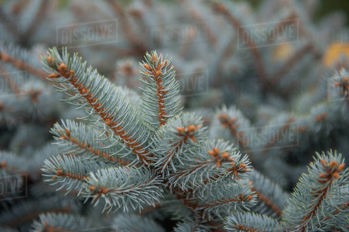 Background texture of fir tree branches for a christmas design ...