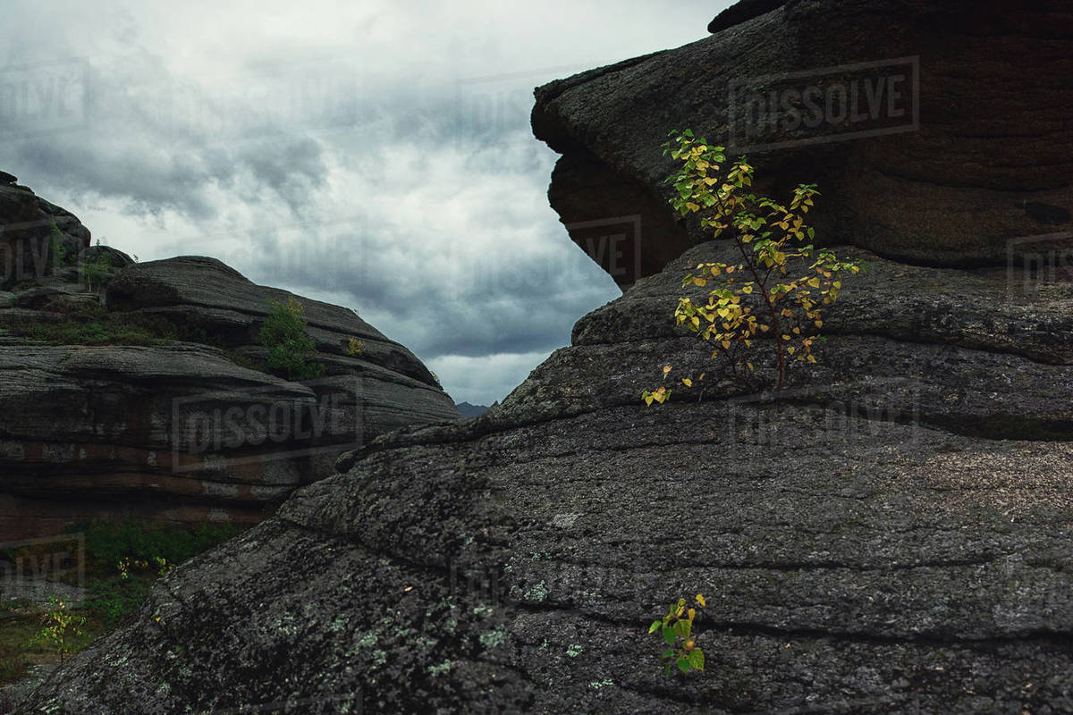 Little tree grows through the rocks - Stock Photo - Dissolve