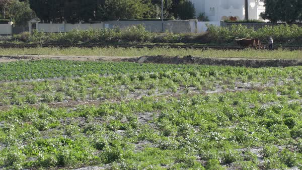 Farmer with a yoke of oxen plowing a field - 4K Royalty-free Stock ...