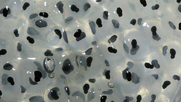 Timelapse of common frog (Rana temporaria) frogspawn developing into ...