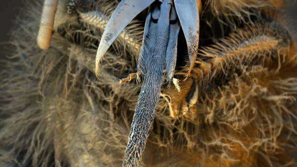 Scanning electron microscope (SEM) view moving over the head of a honey ...