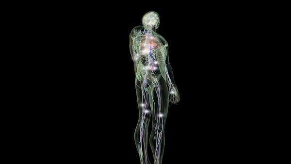 Animation of the nerve impulses in the human body travelling from the ...