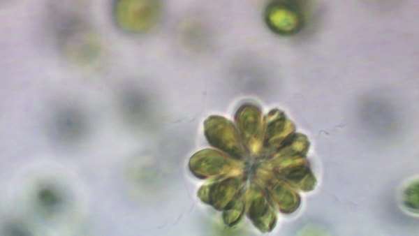 Chlamydomonas algae, light microscopy - HD Rights-managed Stock Video ...