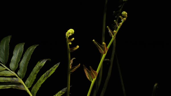 Timelapse footage of bungwall fern fronds (Blechnum indicum) unfurling ...