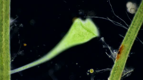 Ciliates on algae. Light microscope footage of ciliate protozoa moving ...